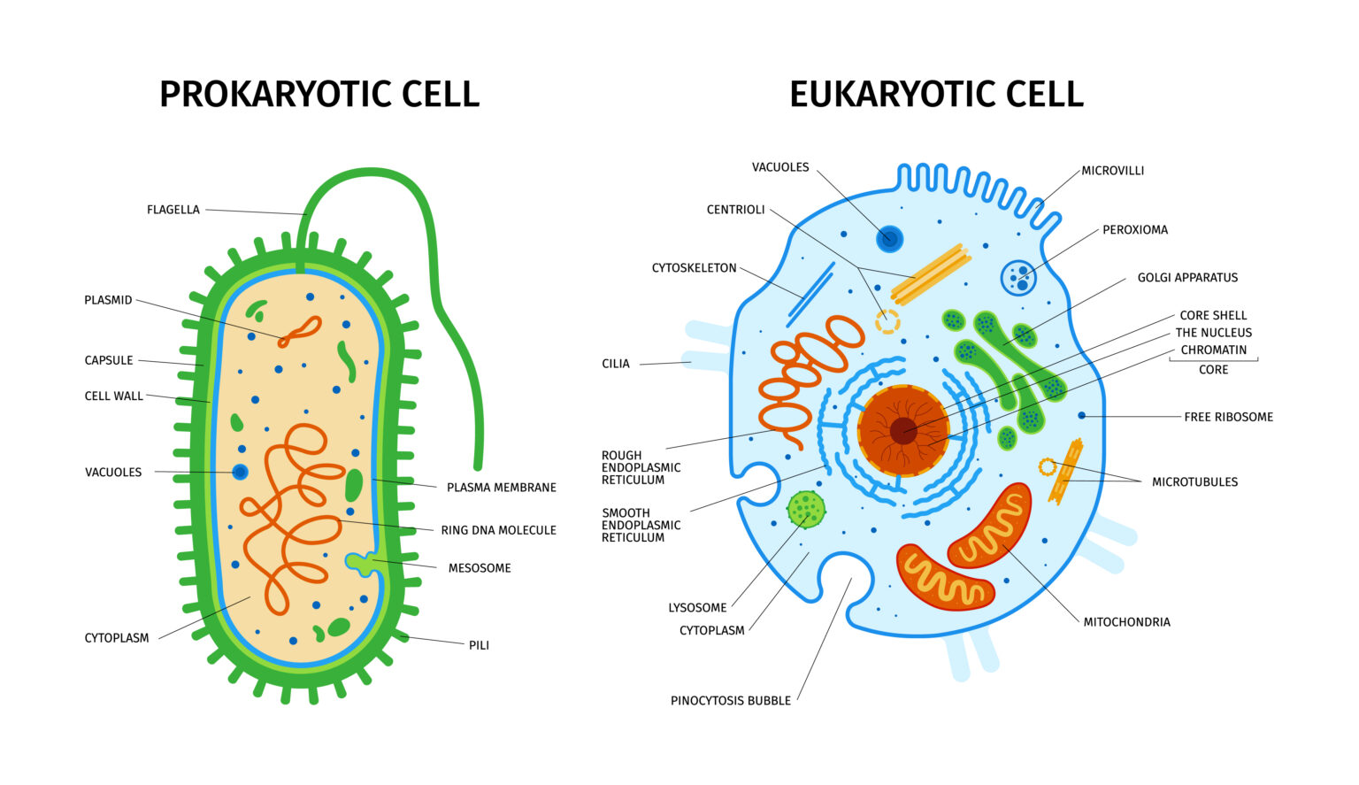 Eukaryotic vs Prokaryotic Cells Explained: The Ultimate GCSE Guide!